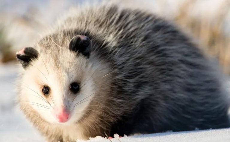 What Does Possum Poop Or Poo Look Like? - 711 Possum Removal Adelaide