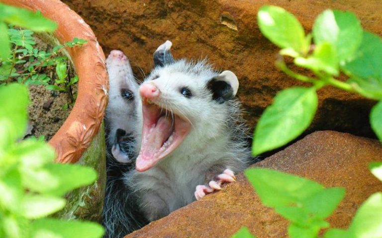 What Does Possum Poop Or Poo Look Like? - 711 Possum Removal Adelaide