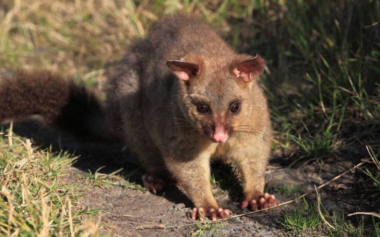 What Does Possum Poop Or Poo Look Like? - 711 Possum Removal Adelaide