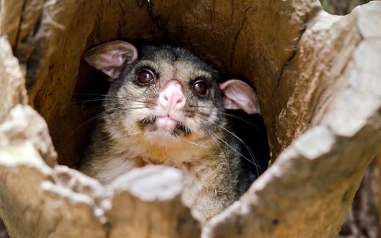 What Does Possum Poop Or Poo Look Like? - 711 Possum Removal Adelaide